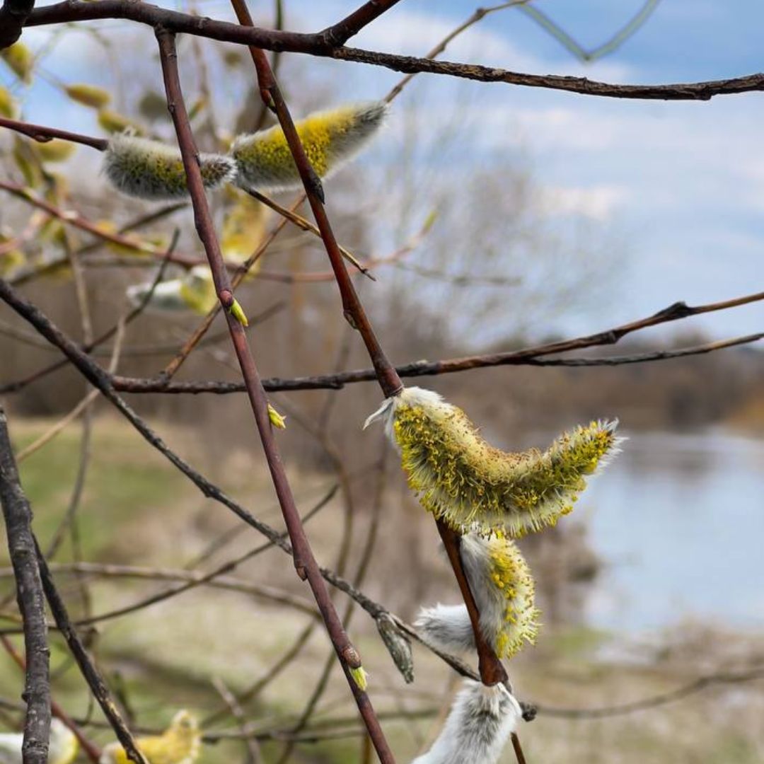 Головна - Dali space